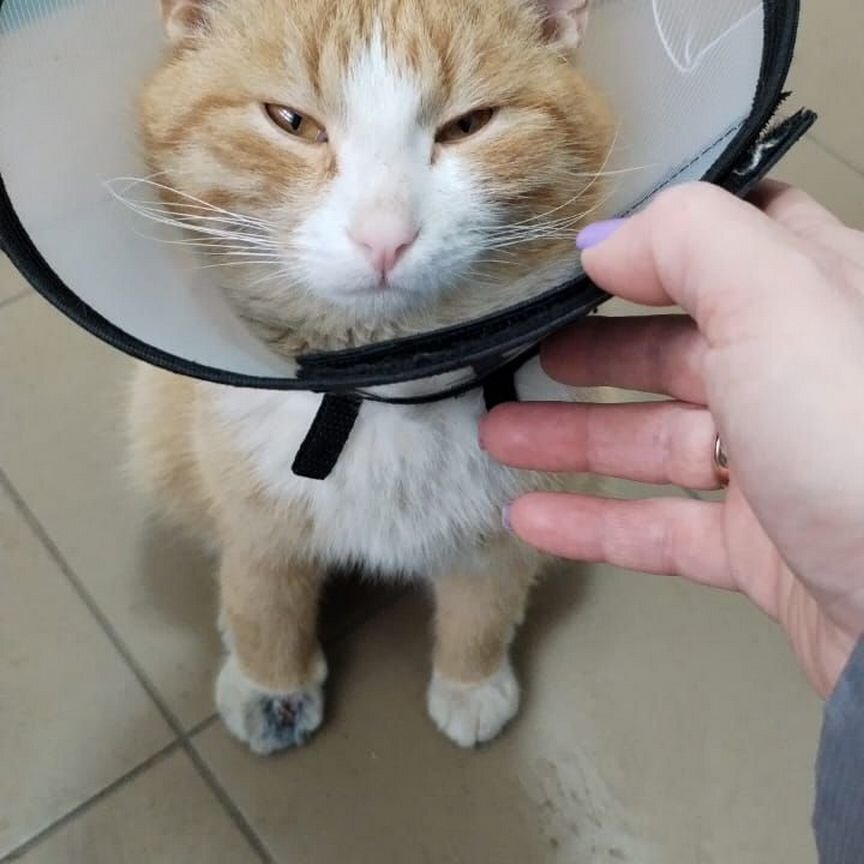 Котик плачет, болит лапка