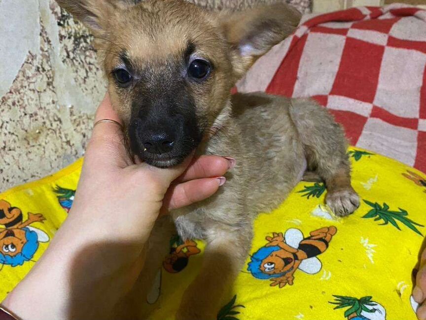 Собака в добрые руки щенок