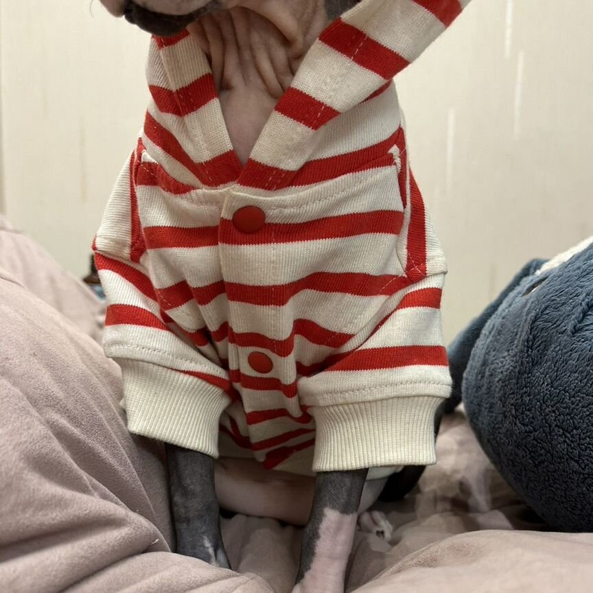 Одежда zara для маленьких собак кошек