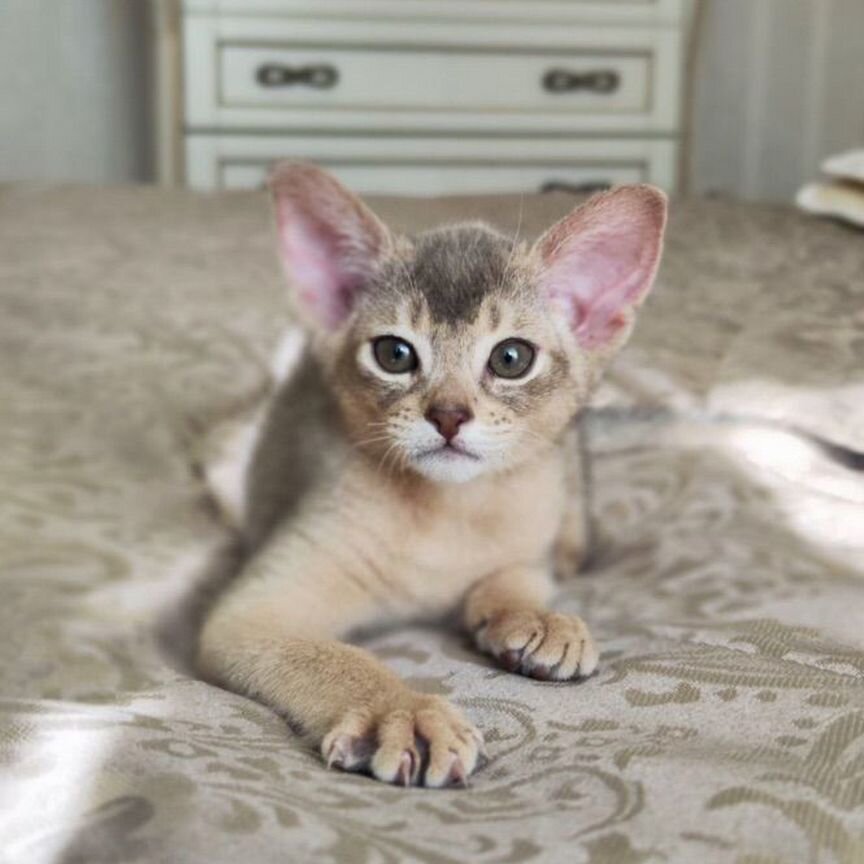 Абиссинский котик