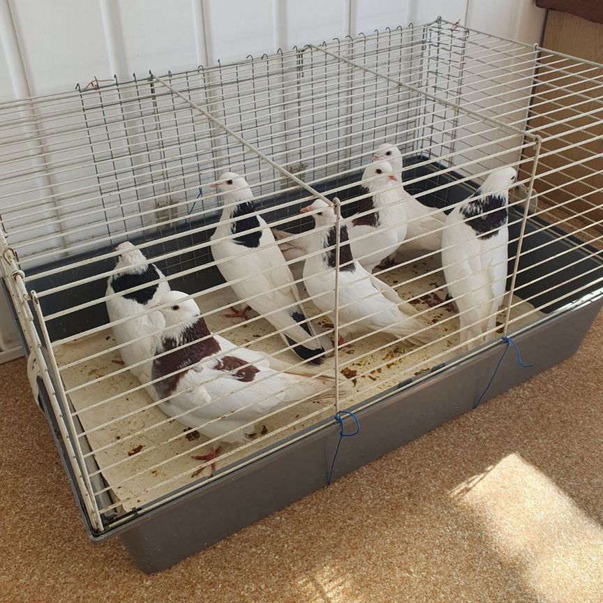 Голуби гривуны