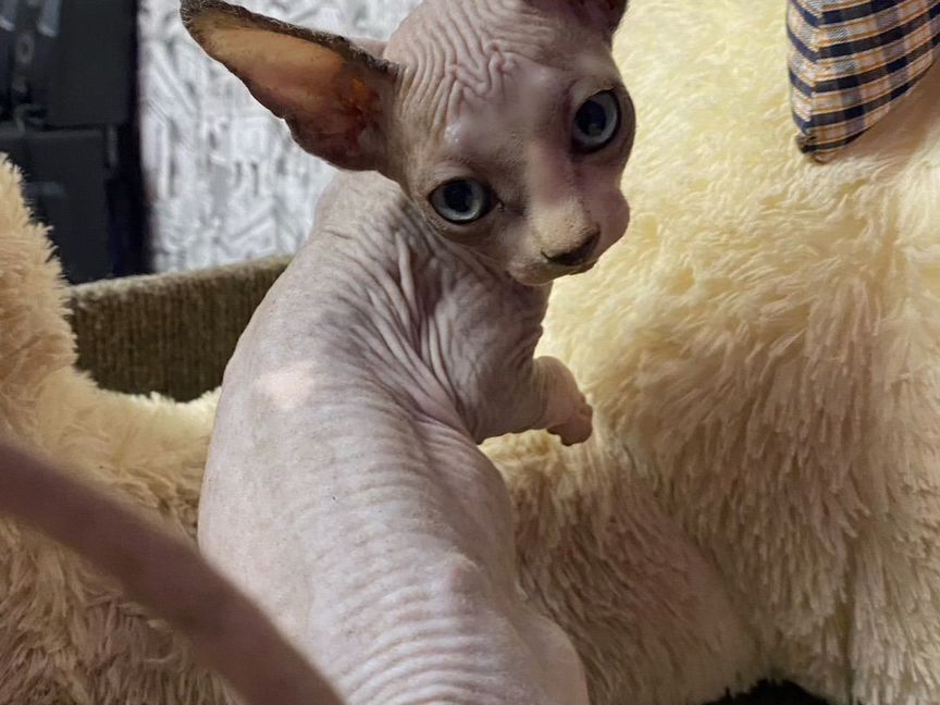 Канадский сфинкс котенок