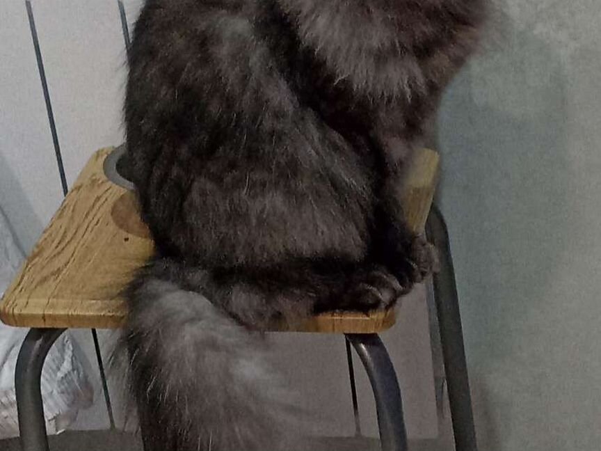 Кот Тима