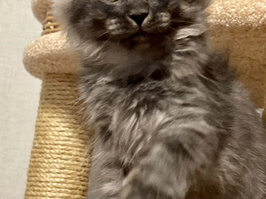 Мейнкун черный дым котенок