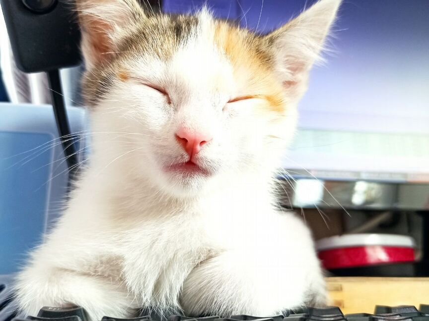Кошка трёхцветная 9 мес