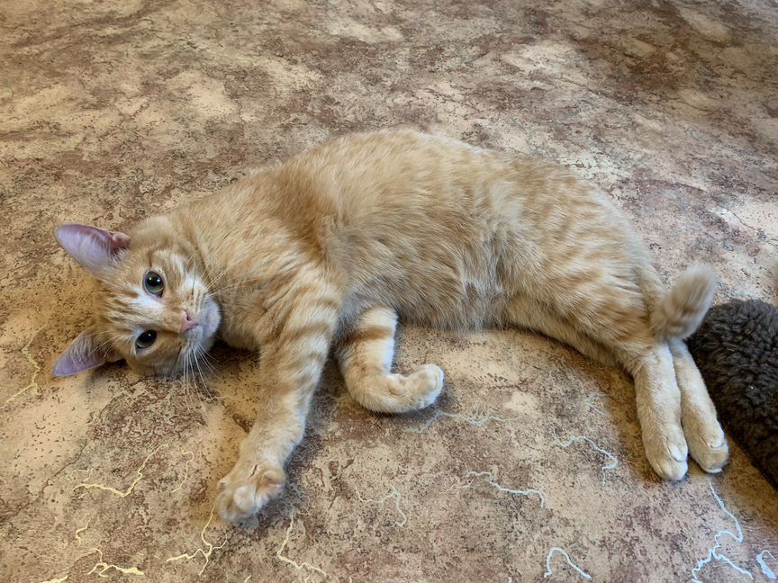 Рыжий кот в добрые руки