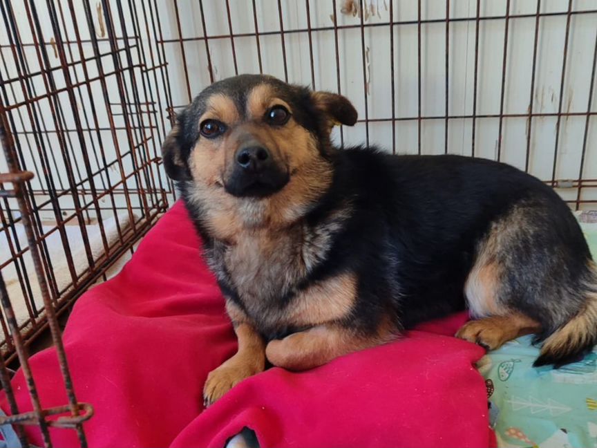 Маленькая собака из отлова в добрые руки