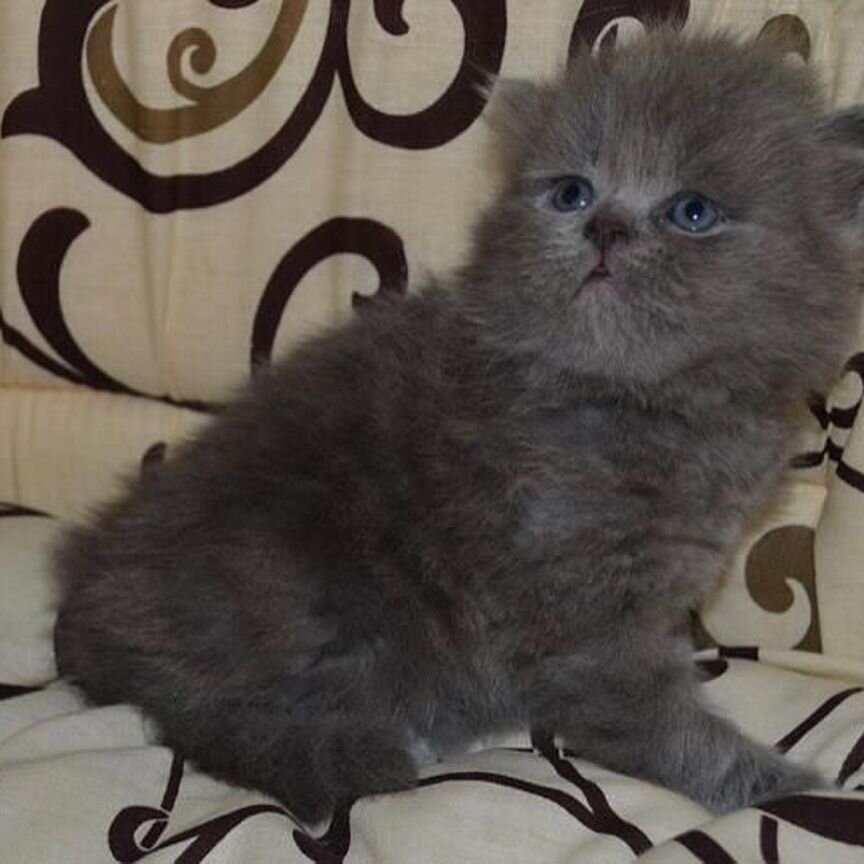 Шотландский хайленд