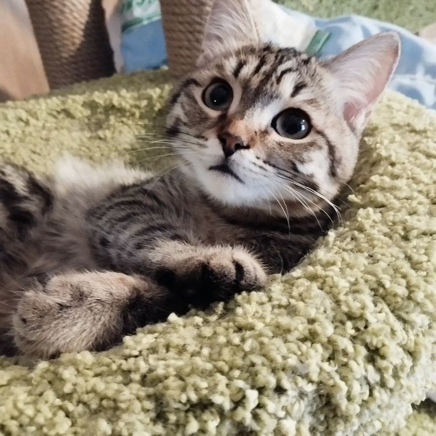 Котенок мальчик тигровый