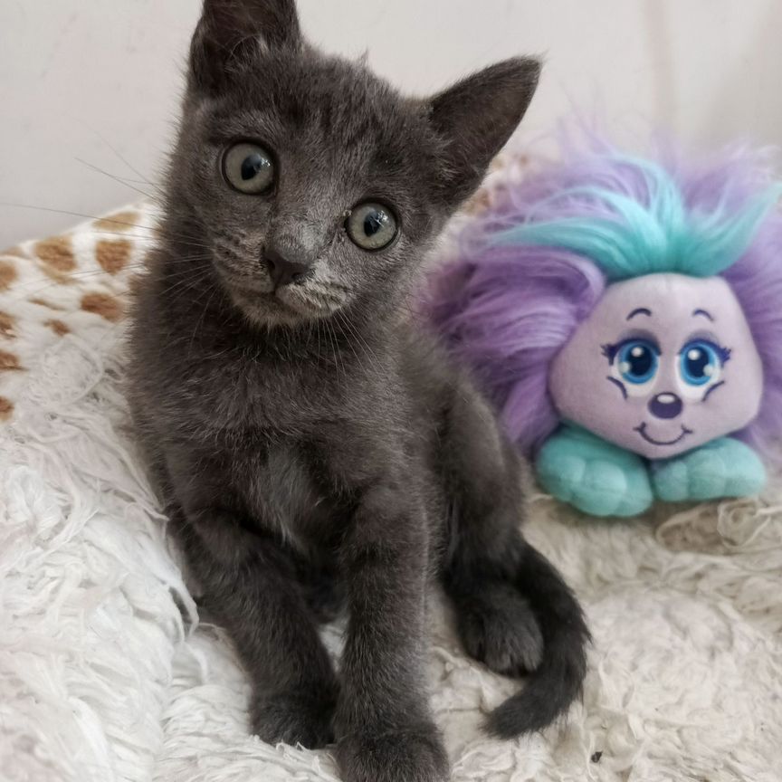 Котенок девочка в дар