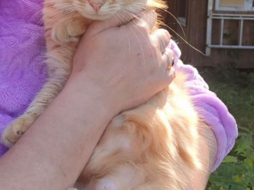 Кошка