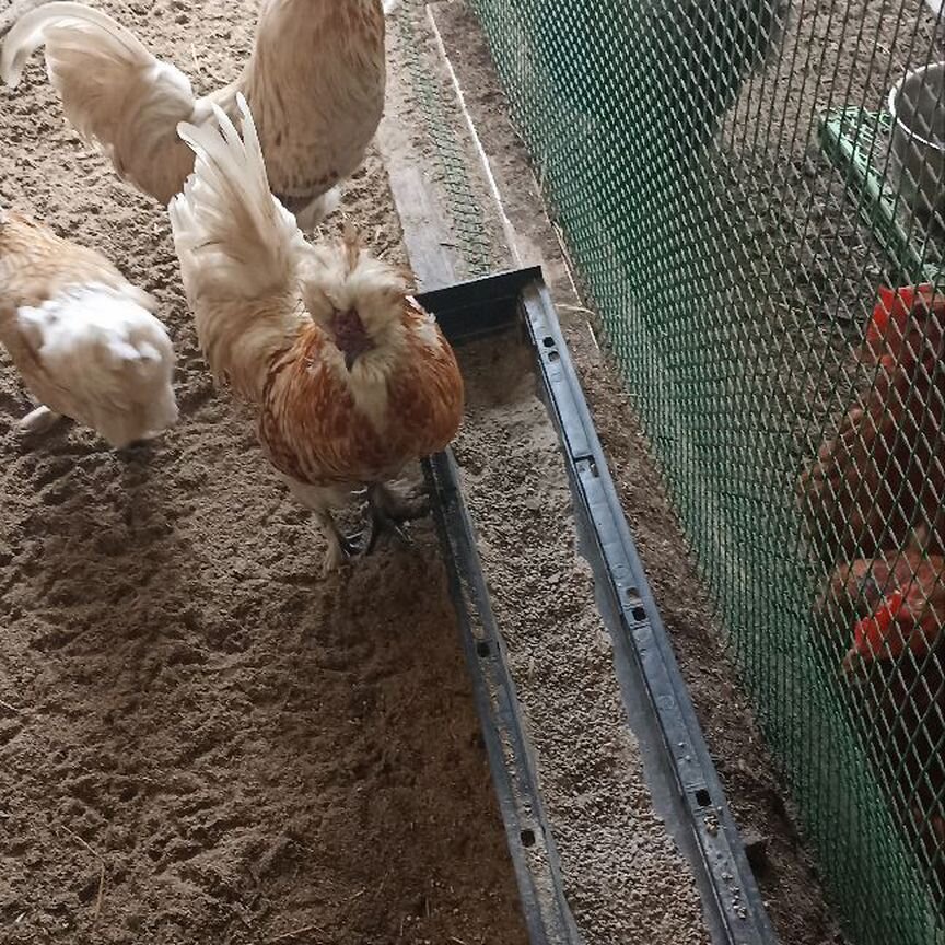 Молодые петухи