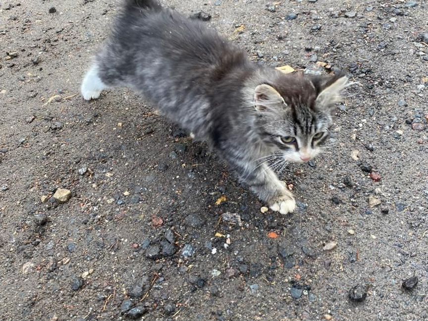 Кошка в дар (почти сибирская)