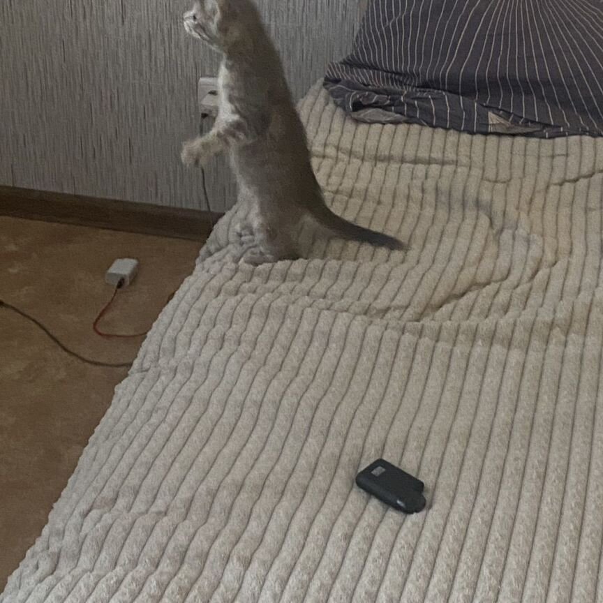 Отдам бесплатно котенка