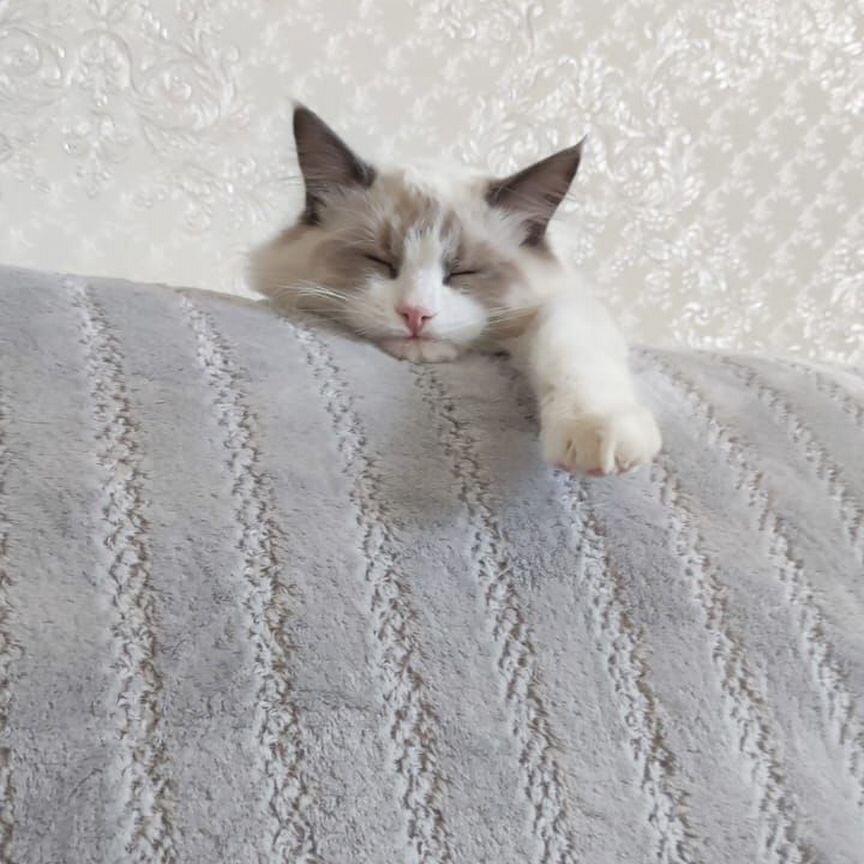 Рэгдолл кот чистокровный