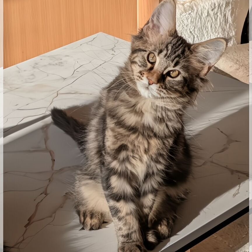 Мейн-кун котёнок