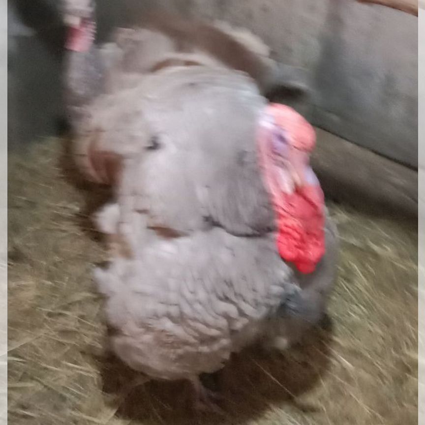 Индюки домашние