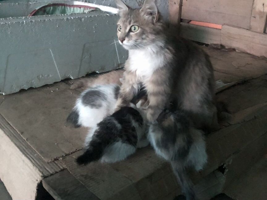 Котята в добрые руки
