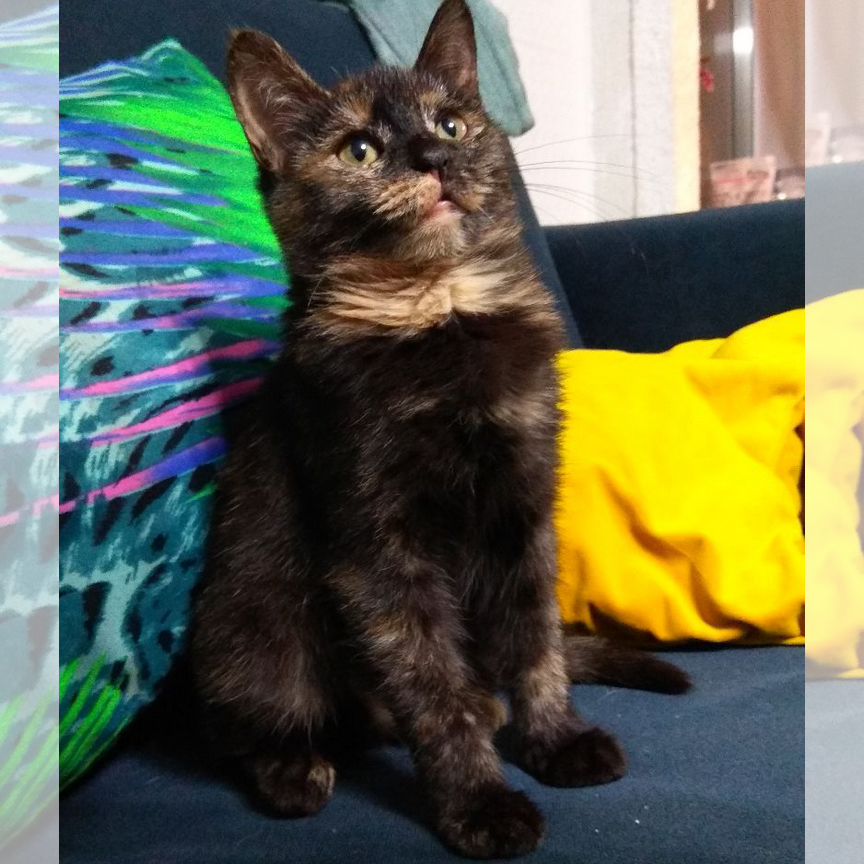 Котята пестрые