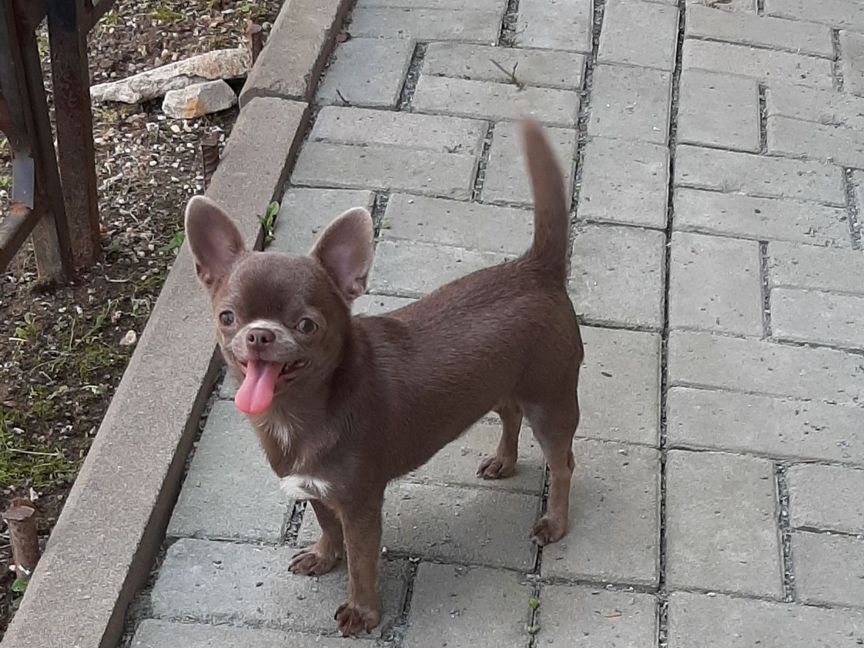 Чихуахуа, вязка