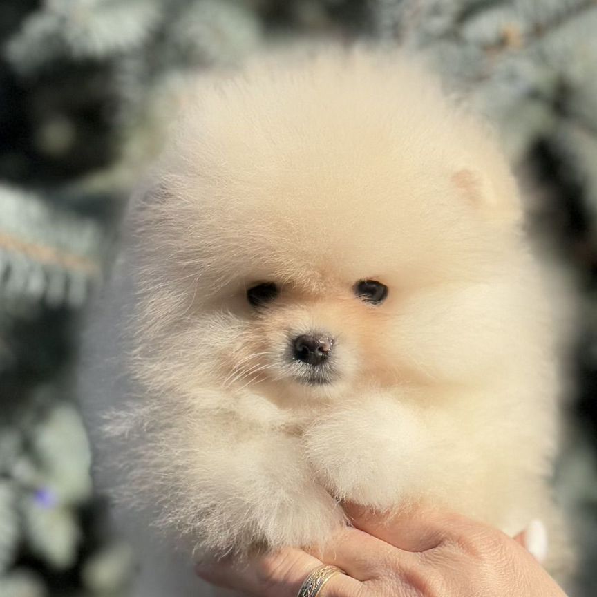 Шикарный померанец