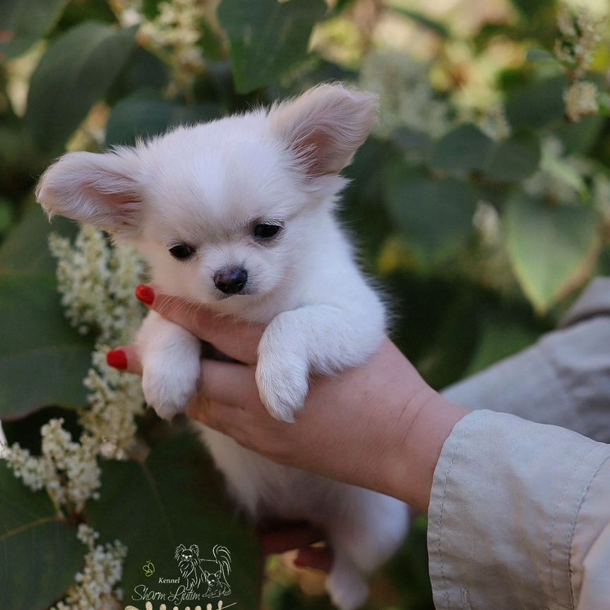 Чихуашка Сапфира