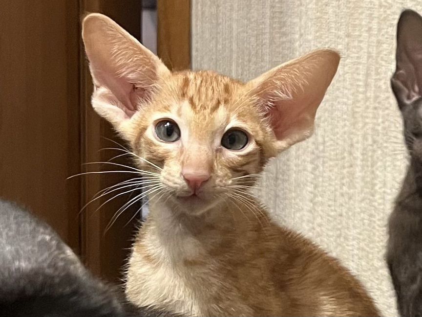 Ориентальный котенок мальчик