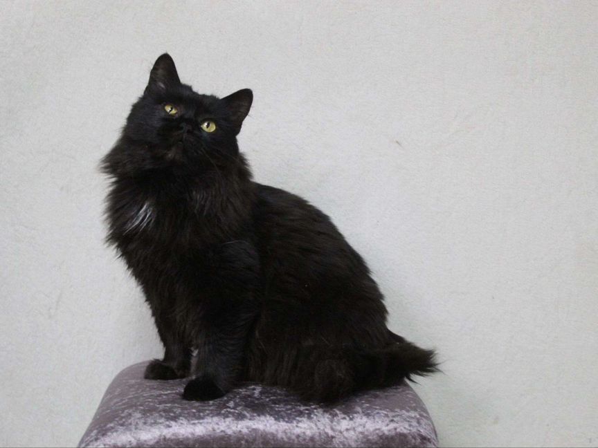 Кошечка Пеппа ищет дом