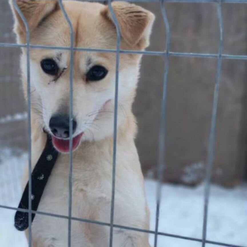 Взрослая собака в добрые руки