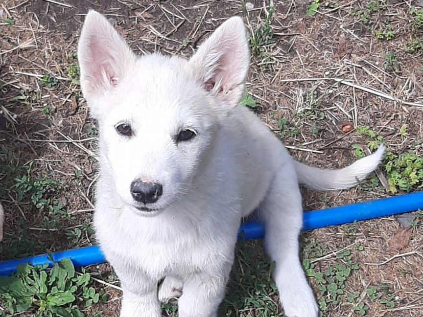 Щенки коротколапые в добрые руки бесплатно