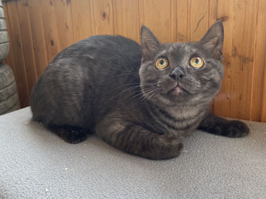 Котёнок в добрые руки бесплатно