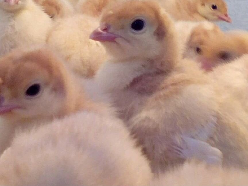 Индюшата,бройлер цыплята