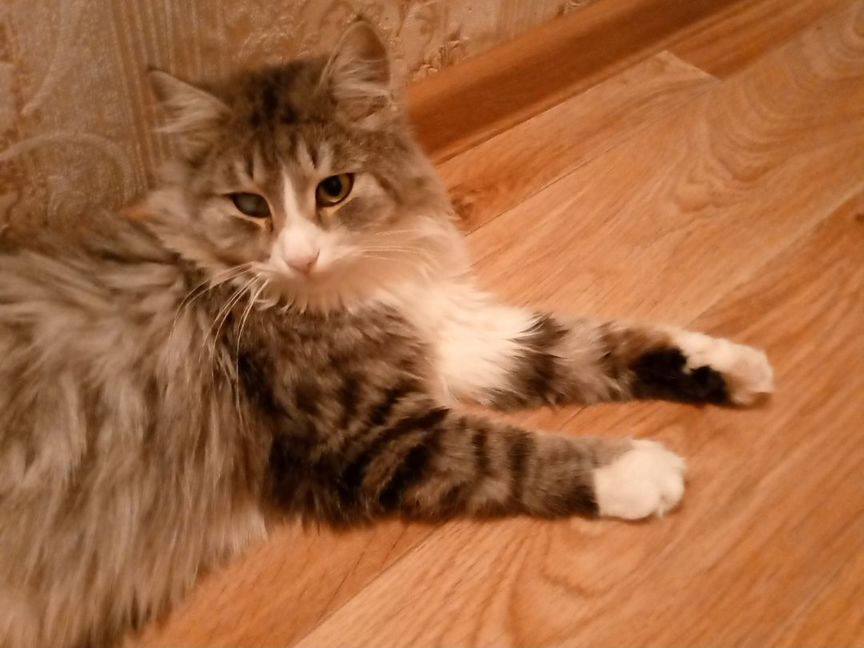 Кот