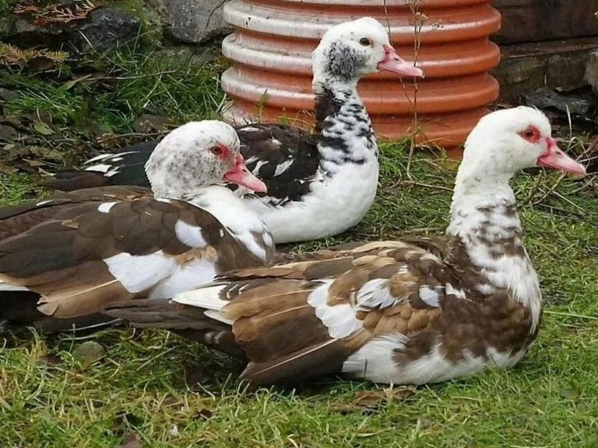 Мускусные утки