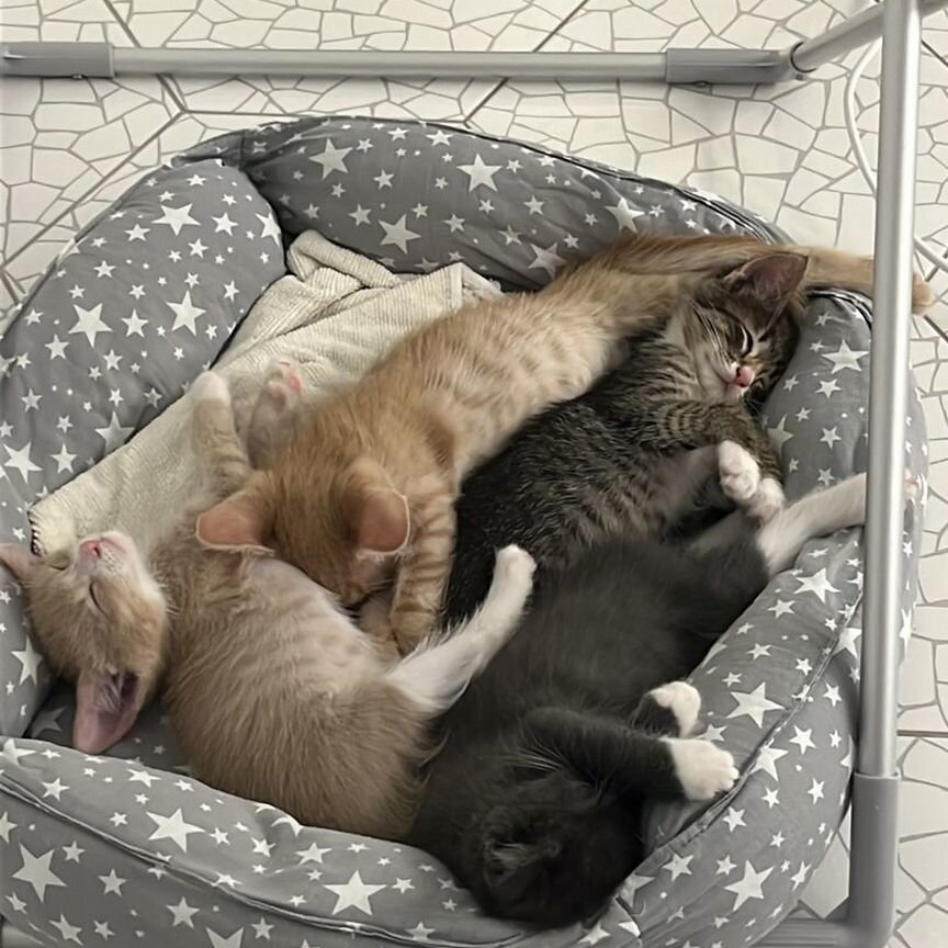 Отдам котят заботливым родителям. Ходят в лоток