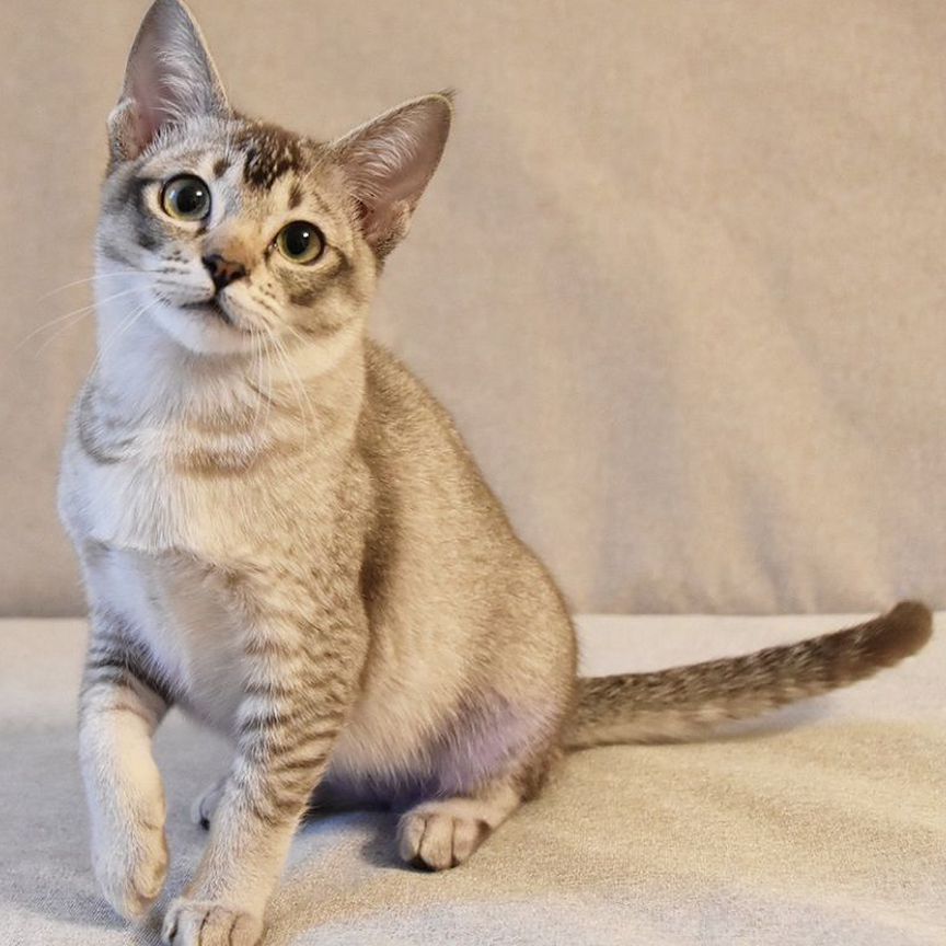 Тонкинский котёнок