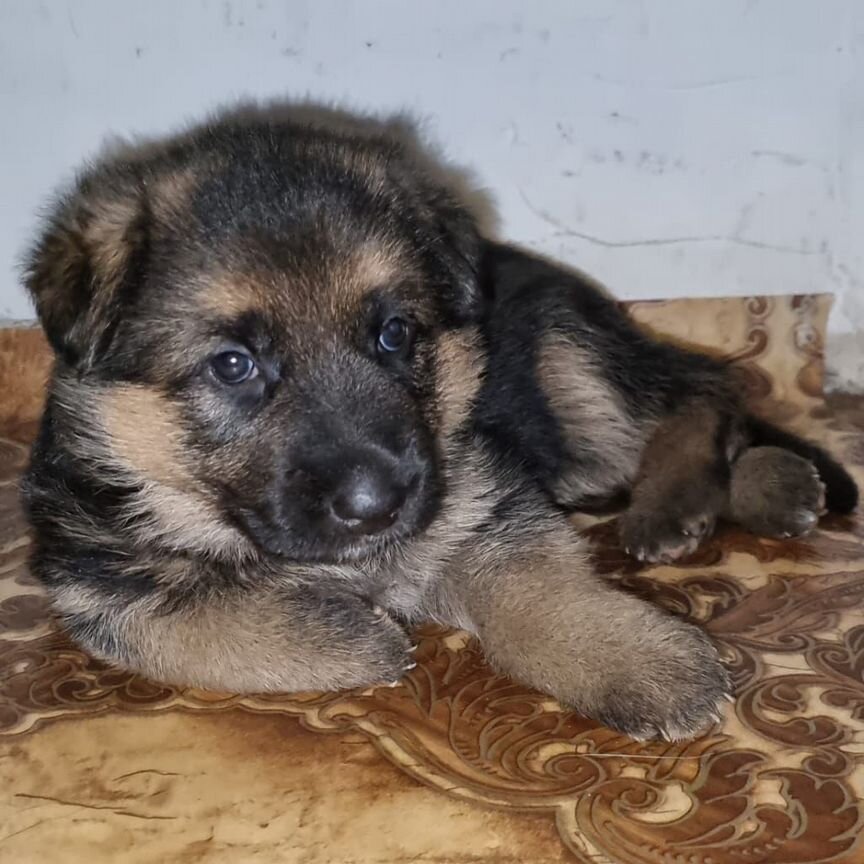 Немецкая овчарка, щенок