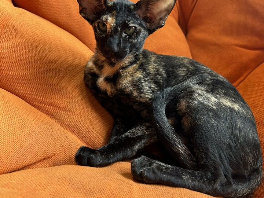 Ориентальная кошка