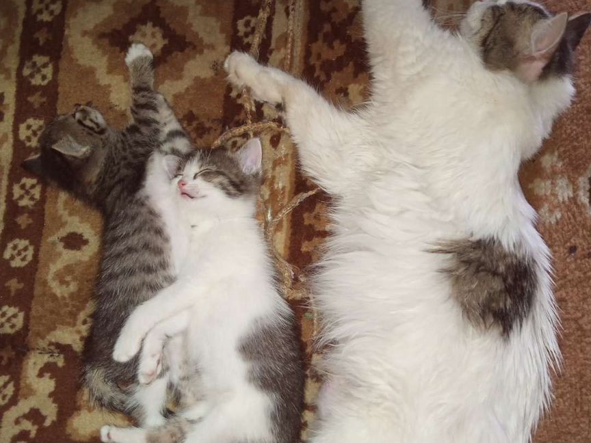 Кошки в добрые руки бесплатно