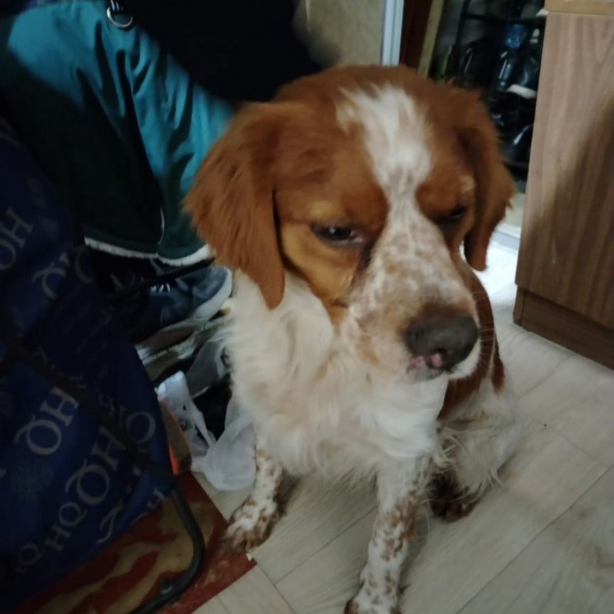 Найдена собака с ошейником