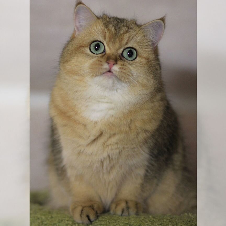 Шотландская прямоухая короткошёрстная, взрослая кошка