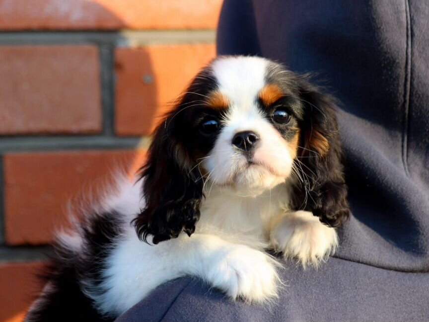 Кавалер кинг чарльз спаниель