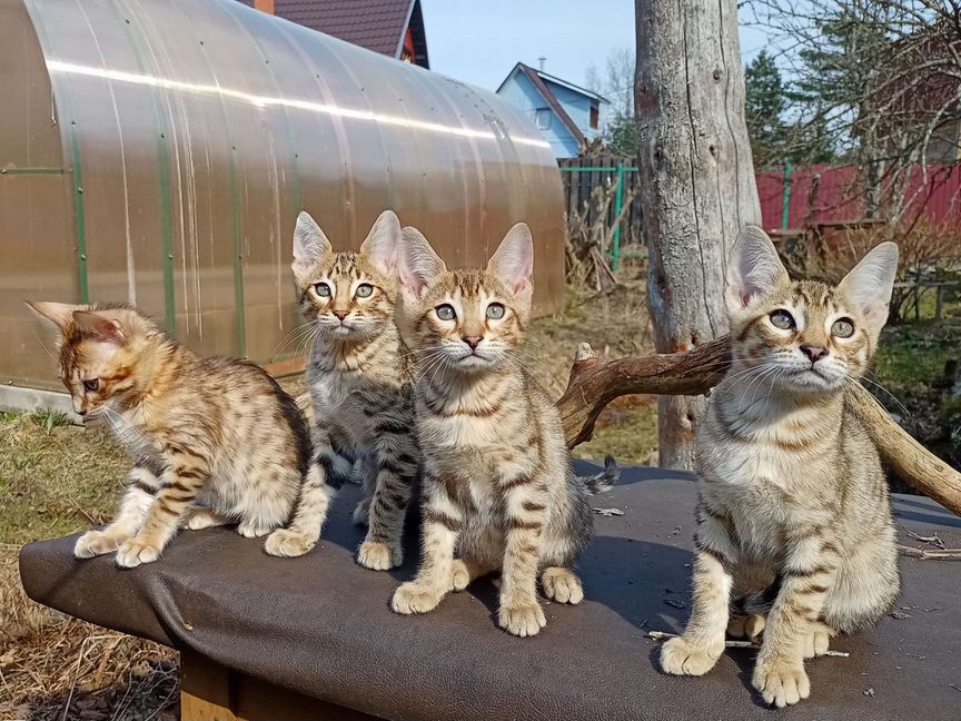 Саванна ф6. 1 и 4 мес