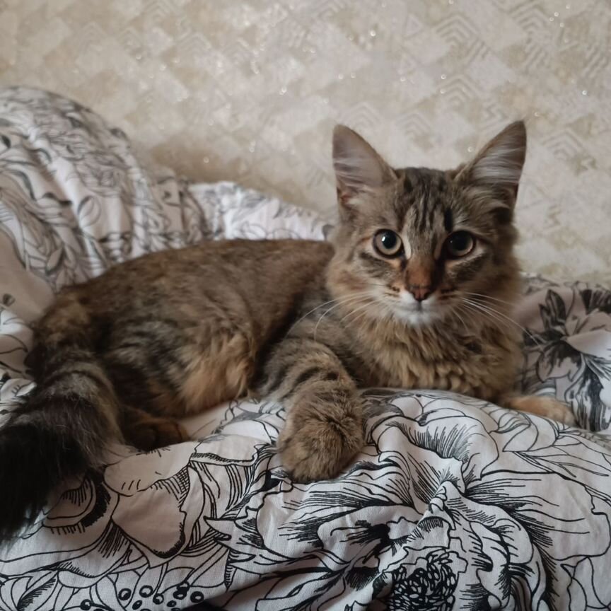 Кошка в добрые руки