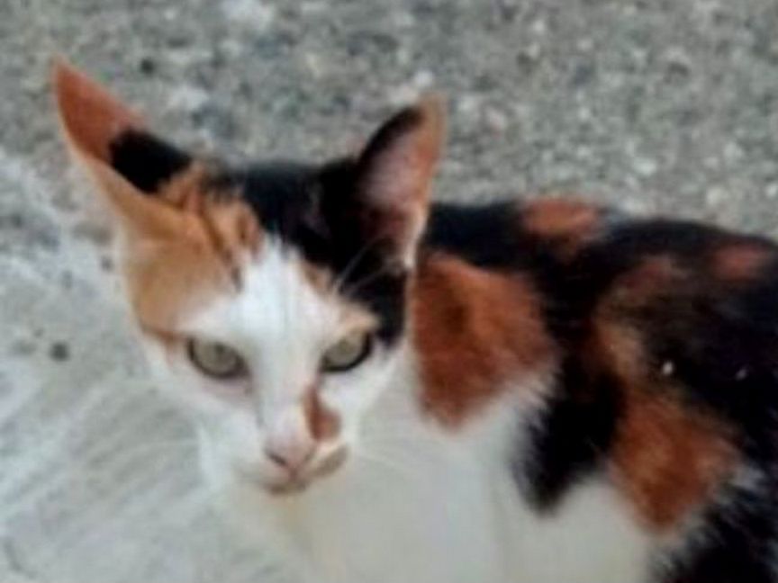 Молоденькая кисонька Ванесса -Ваня