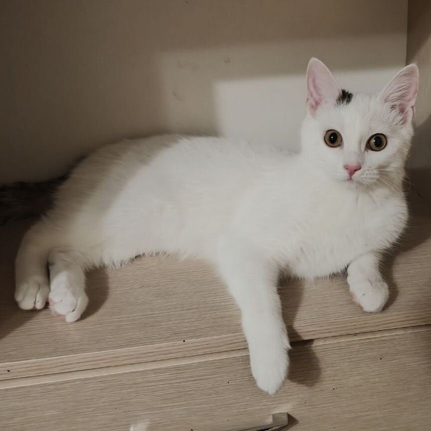 Котёнок в добрые руки