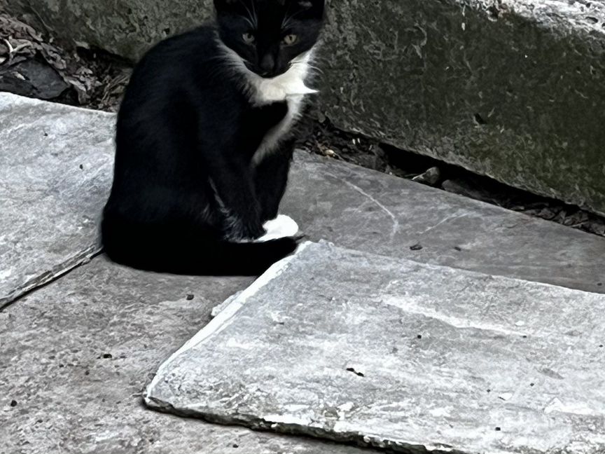 Котенок ищет дом