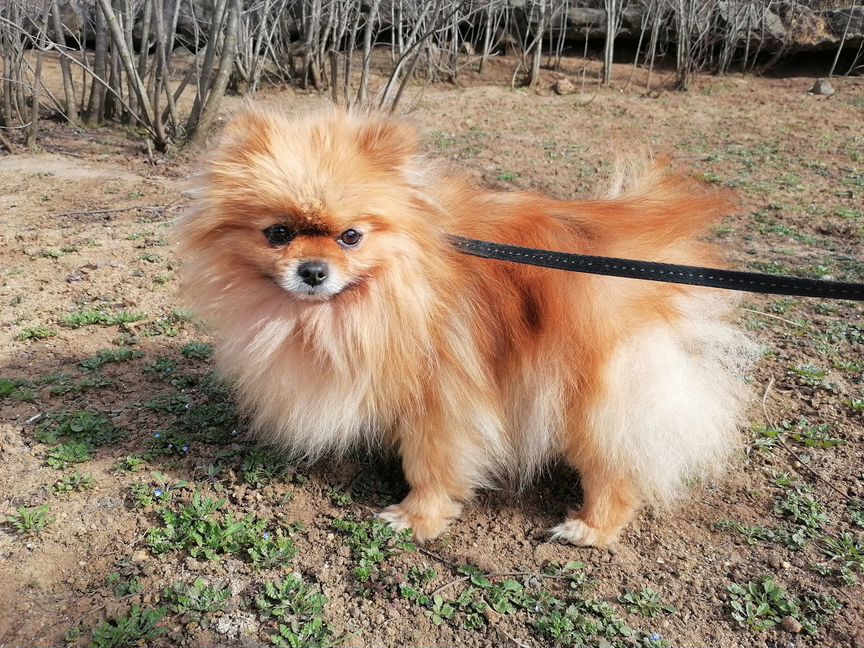 Померанский шпиц девочка