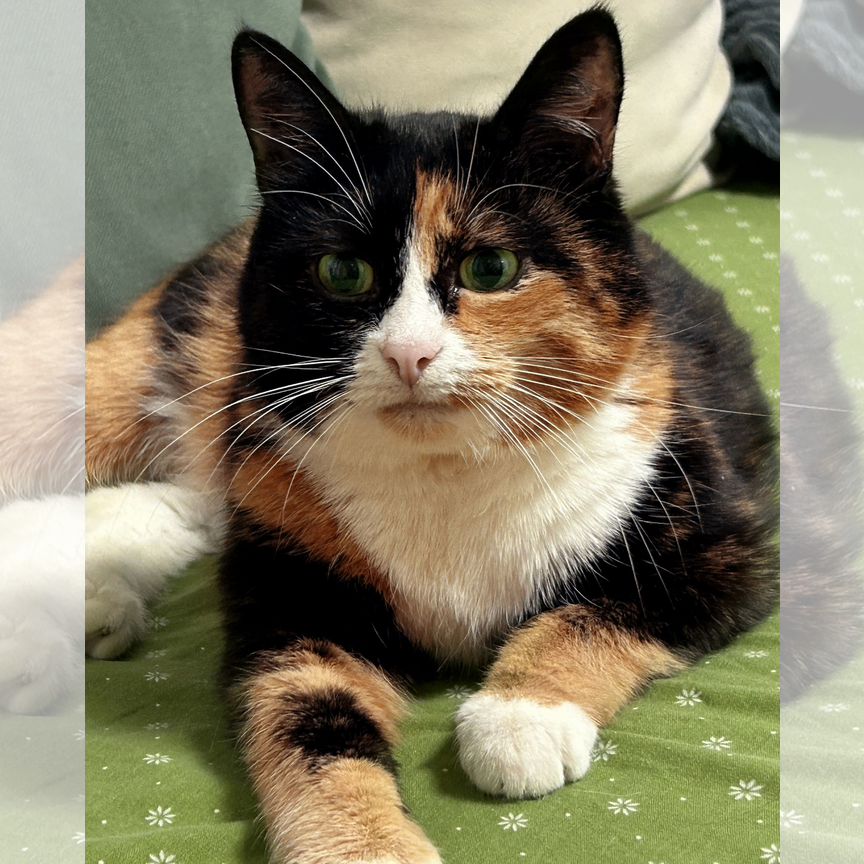 Взрослая, кошка в добрые руки