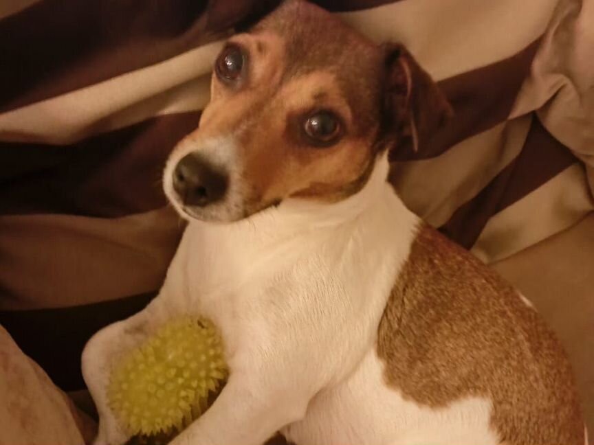 Джек Рассел терьер девочка ищу кабеля